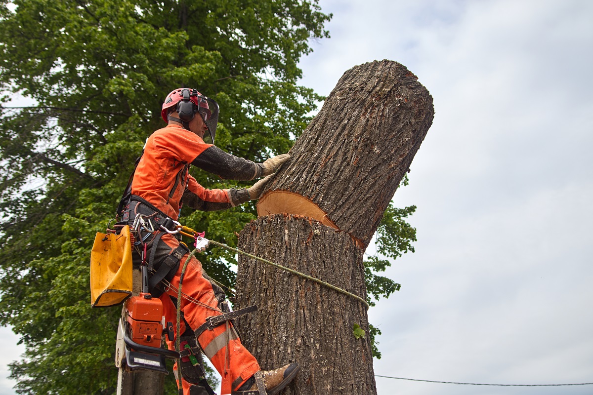 The Art and Science of Tree Removal in North Shore