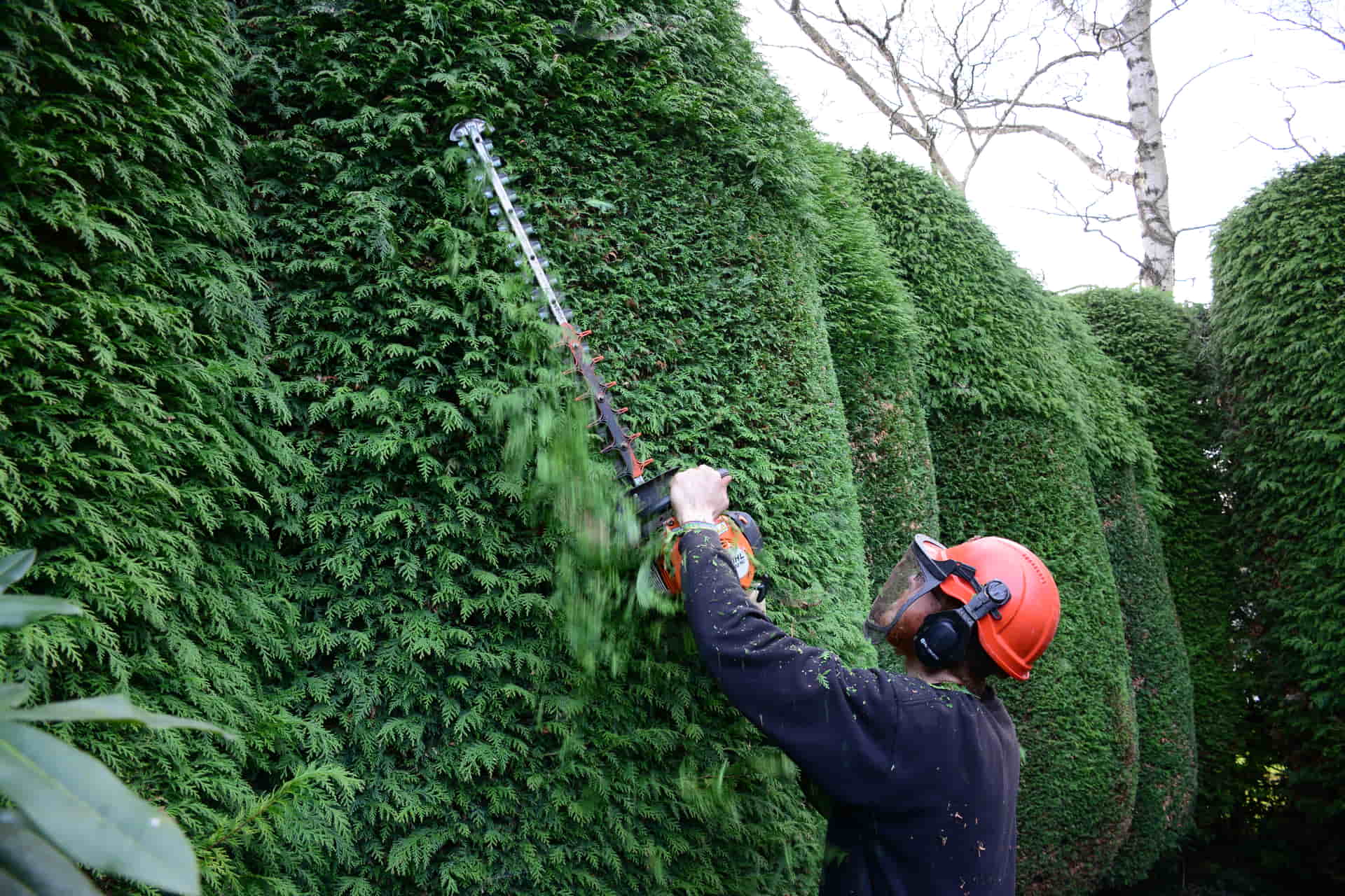 The Advantages of Getting a Free Hedge Trimming Estimate